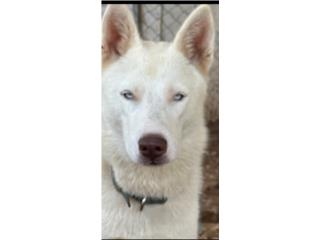 Siberian Husky Macho ADULTO Puerto Rico