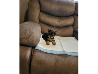 Lindo Yorkie toy Puerto Rico