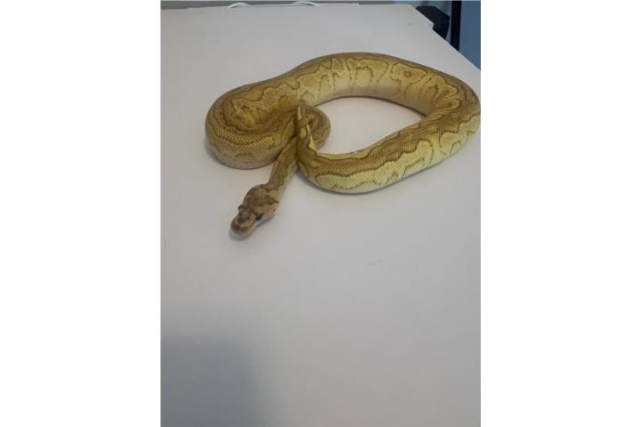 PITON BOLA Puerto Rico