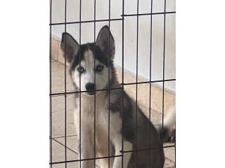 Hermosa Siberian husky Puerto Rico