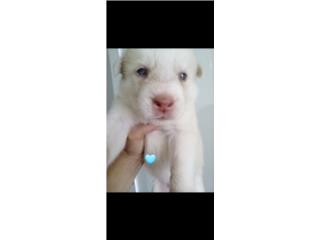 Siberian Husky Puerto Rico