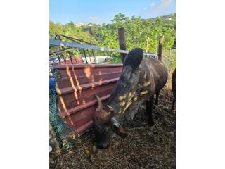 Toro cebu mosquiaos Puerto Rico