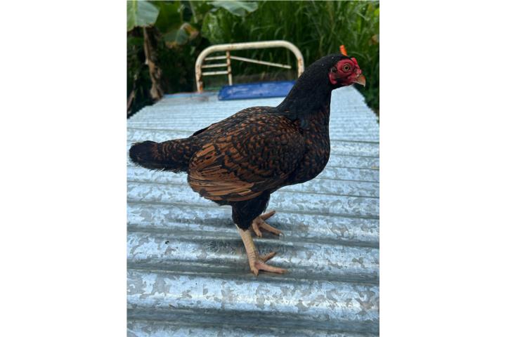 Cornish bantam Puerto Rico