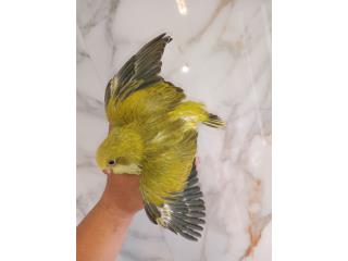 Venta hermosa cotorrita Quacker Green Grey Op Puerto Rico
