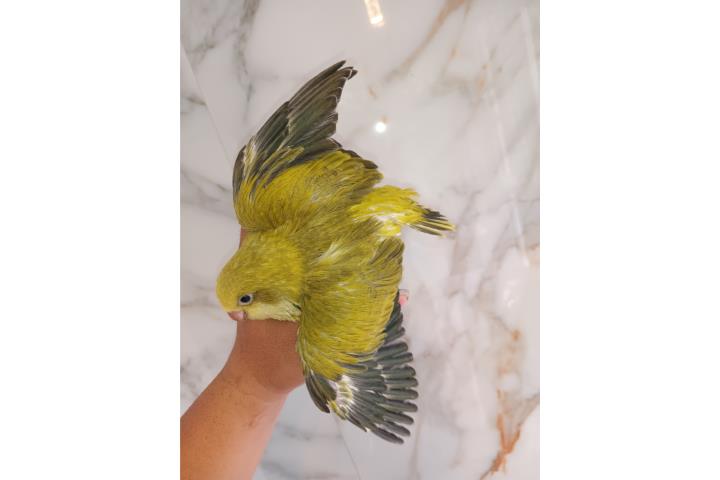 Venta hermosa cotorrita Quacker Green Grey Op Puerto Rico