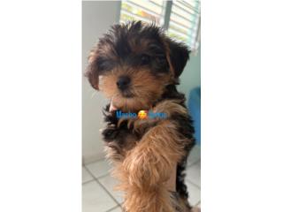Yorkie Macho Puerto Rico