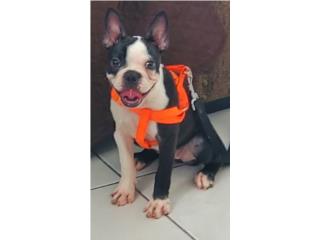 Boston Terriers Puerto Rico