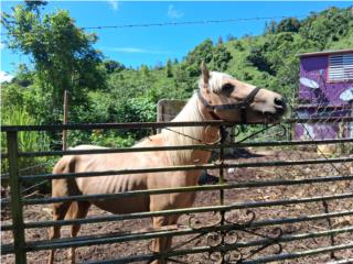 Caballo Puerto Rico