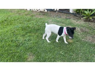 American Rat Terrier - nena Puerto Rico