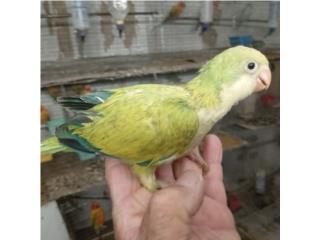 Quaker bb Puerto Rico