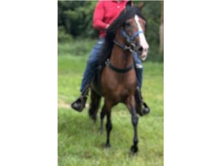 Caballo de paso fino Puerto Rico