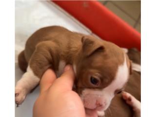 Boston terrier Puerto Rico