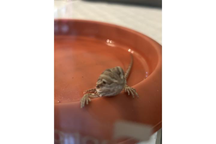 Bearded dragons Puerto Rico