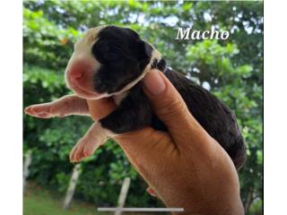 Bull Terrier Puerto Rico