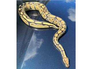 Reptiles Puerto Rico, ClasificadosOnline.com