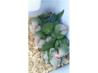 Quaker bb, Compra y Venta de mascotas y accesorios en ClasificadosOnline