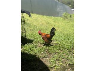 Aves/Birds Puerto Rico, ClasificadosOnline.com