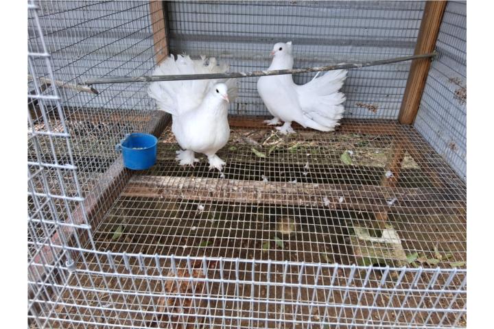Pareja de palomas de abanico Puerto Rico