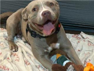 Pitbull puro Puerto Rico