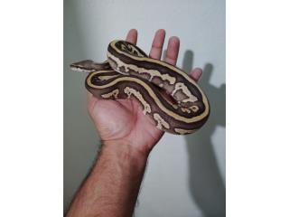 Reptiles Puerto Rico, ClasificadosOnline.com