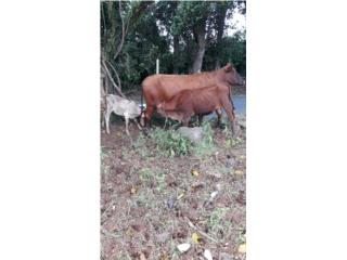 Vaca senepol con su novilla senepol Puerto Rico