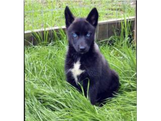 HUSKY FULL BLACK HEMBRA Puerto Rico