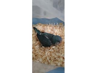 Quaker BB azul Puerto Rico