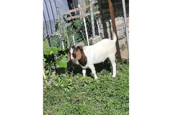Cabro de Raza Puerto Rico