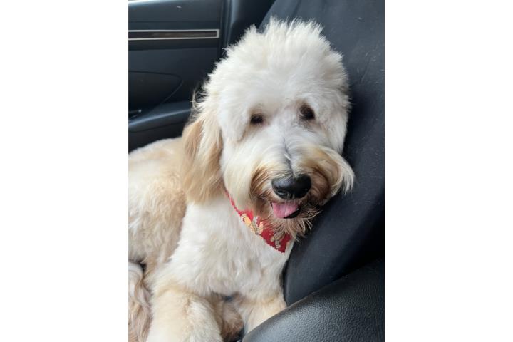 Golden doodle macho 2 años súper juguetón Puerto Rico