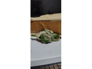 Quaker BB Puerto Rico