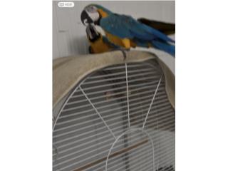 Guacamayo Puerto Rico