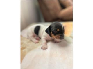 Cachorro salchicha merle Puerto Rico