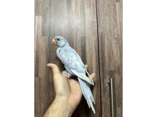 Ringneck arlequín violeta DF Puerto Rico