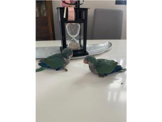 Aves/Birds Puerto Rico, ClasificadosOnline.com