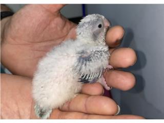 Aves/Birds Puerto Rico, ClasificadosOnline.com