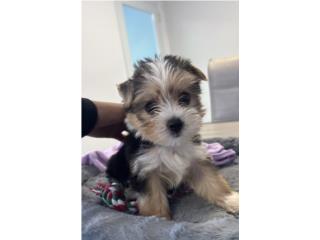 Yorkie terrier Puerto Rico