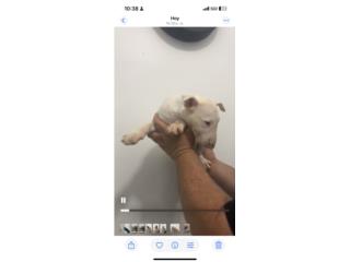Bull terrier hembra Puerto Rico