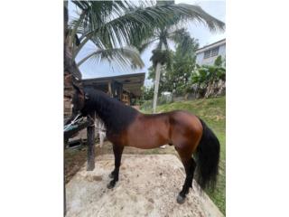 Caballo Fino Colombiano Puerto Rico
