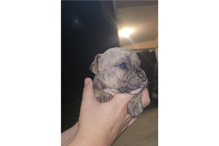 American bully Puerto Rico