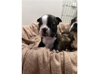 Boston Terrier Puerto Rico