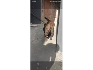 Se regala pitbull mix Puerto Rico