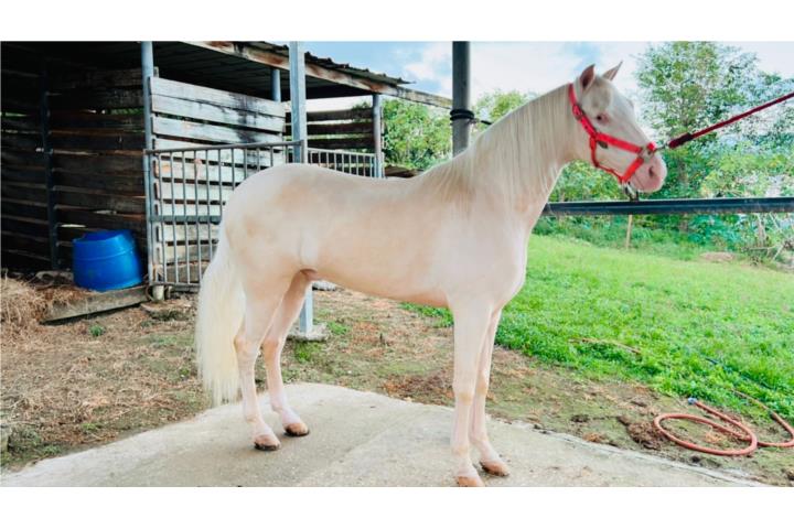 Caballo albino Puerto Rico