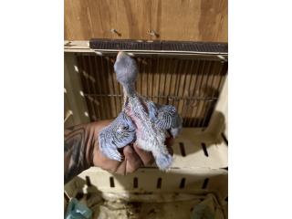 Ringneck violeta pallid Puerto Rico