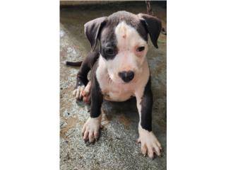 Pitbull Puerto Rico