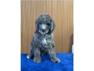 Golden doodle estandar (macho) Puerto Rico