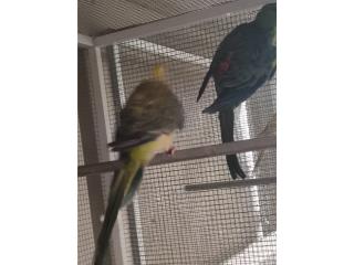 Pericos australianos Puerto Rico