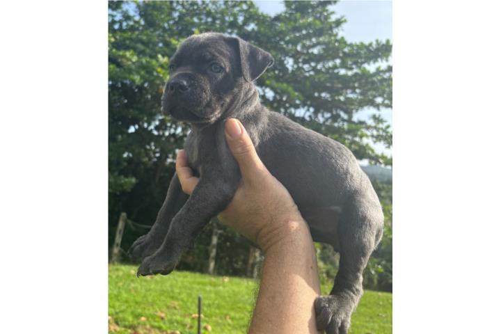 Cane Corso Puerto Rico