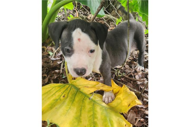 Pitbull Puerto Rico