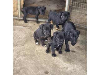 Raza Cane Corso Puerto Rico