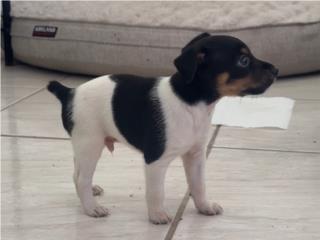 RAT TERRIER Puerto Rico